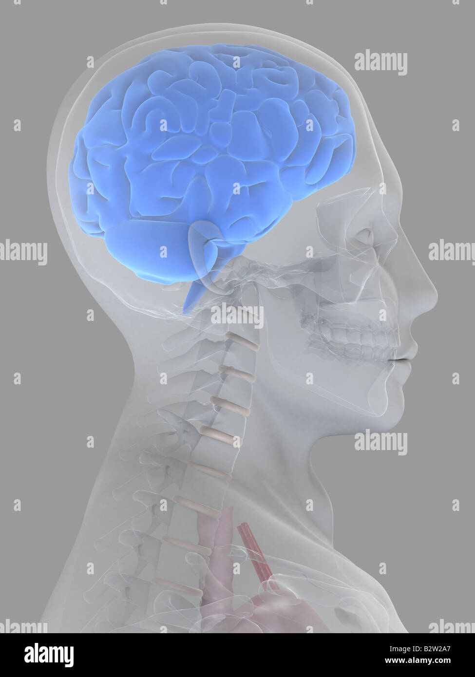 x-ray head with brain Stock Photo - Alamy