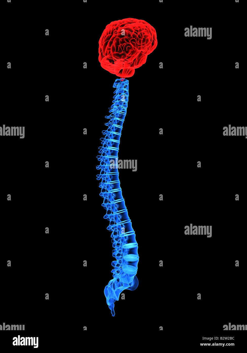 Understanding human skeletal anatomy hi-res stock photography and ...