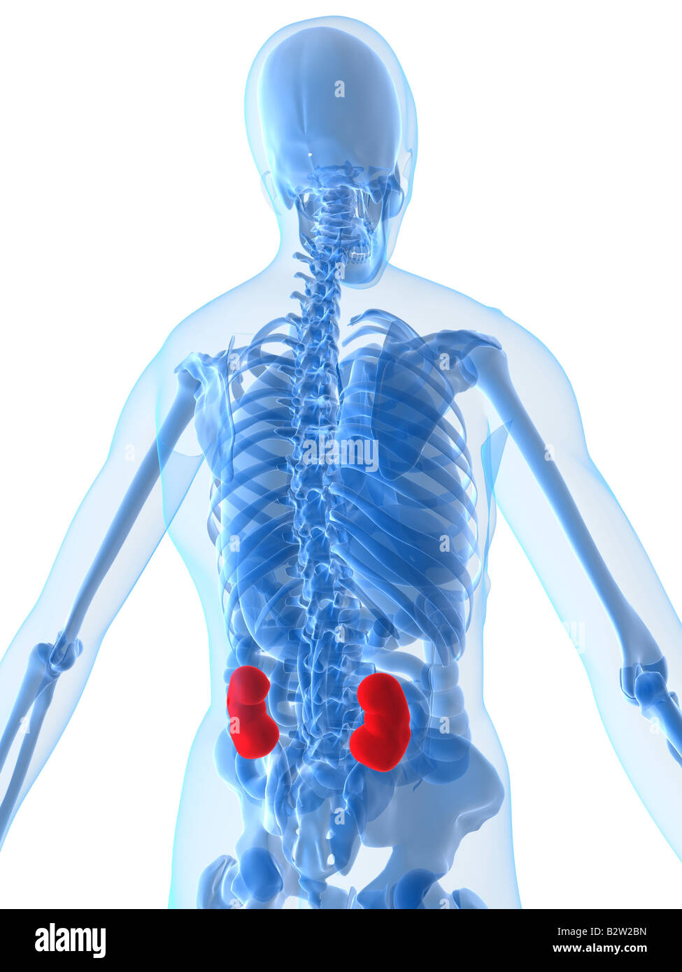 Kidneys human hi-res stock photography and images - Alamy