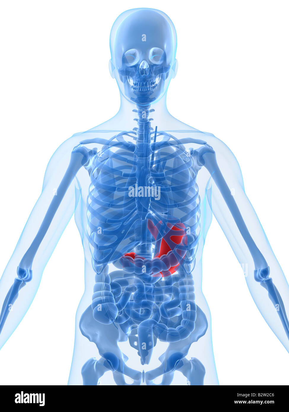 Human stomach anatomy hi-res stock photography and images - Alamy