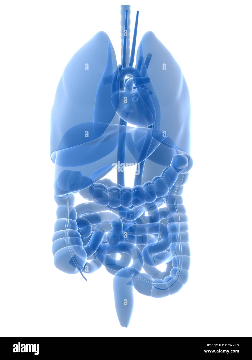 Inflammation of internal organs hi-res stock photography and images - Alamy