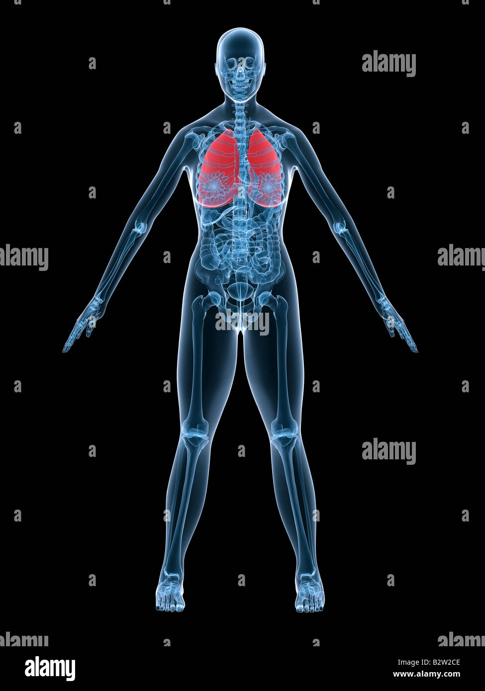 Female lung anatomy hi-res stock photography and images - Alamy