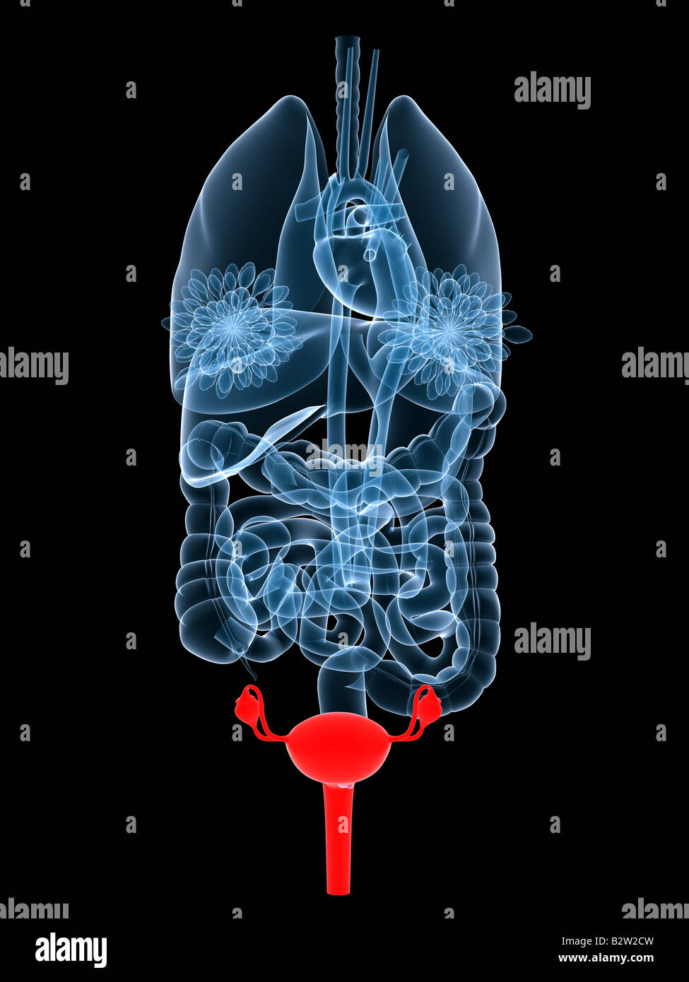 Uterus gland hi-res stock photography and images - Alamy