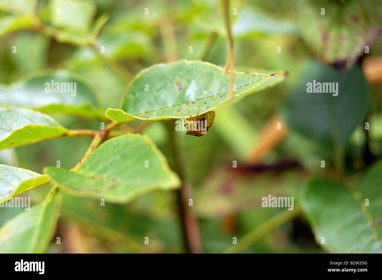 Tropical insect typical to Costa Rica Stock Photo - Alamy