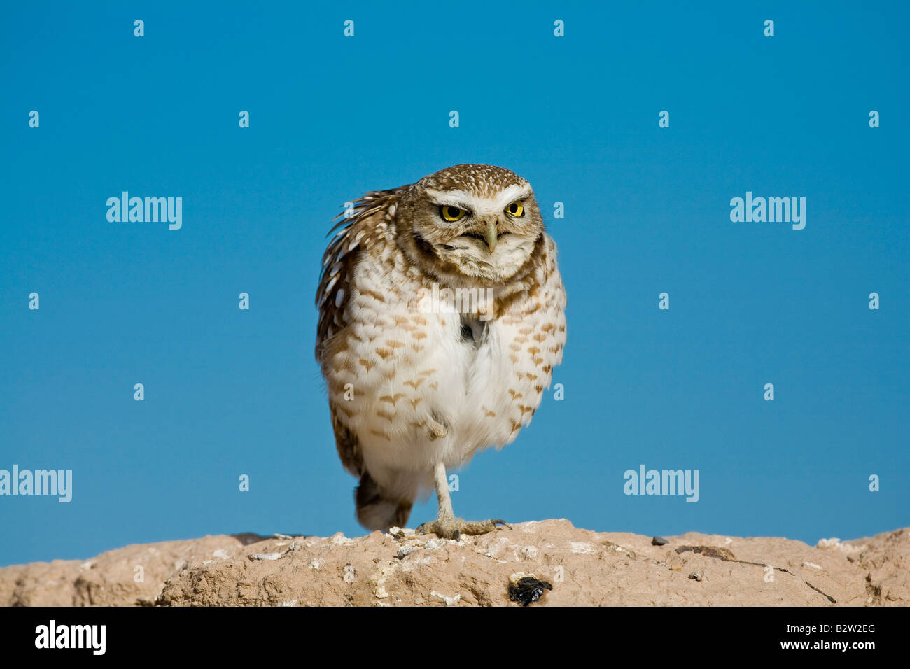 Burrowing owl in Arizona Stock Photo - Alamy