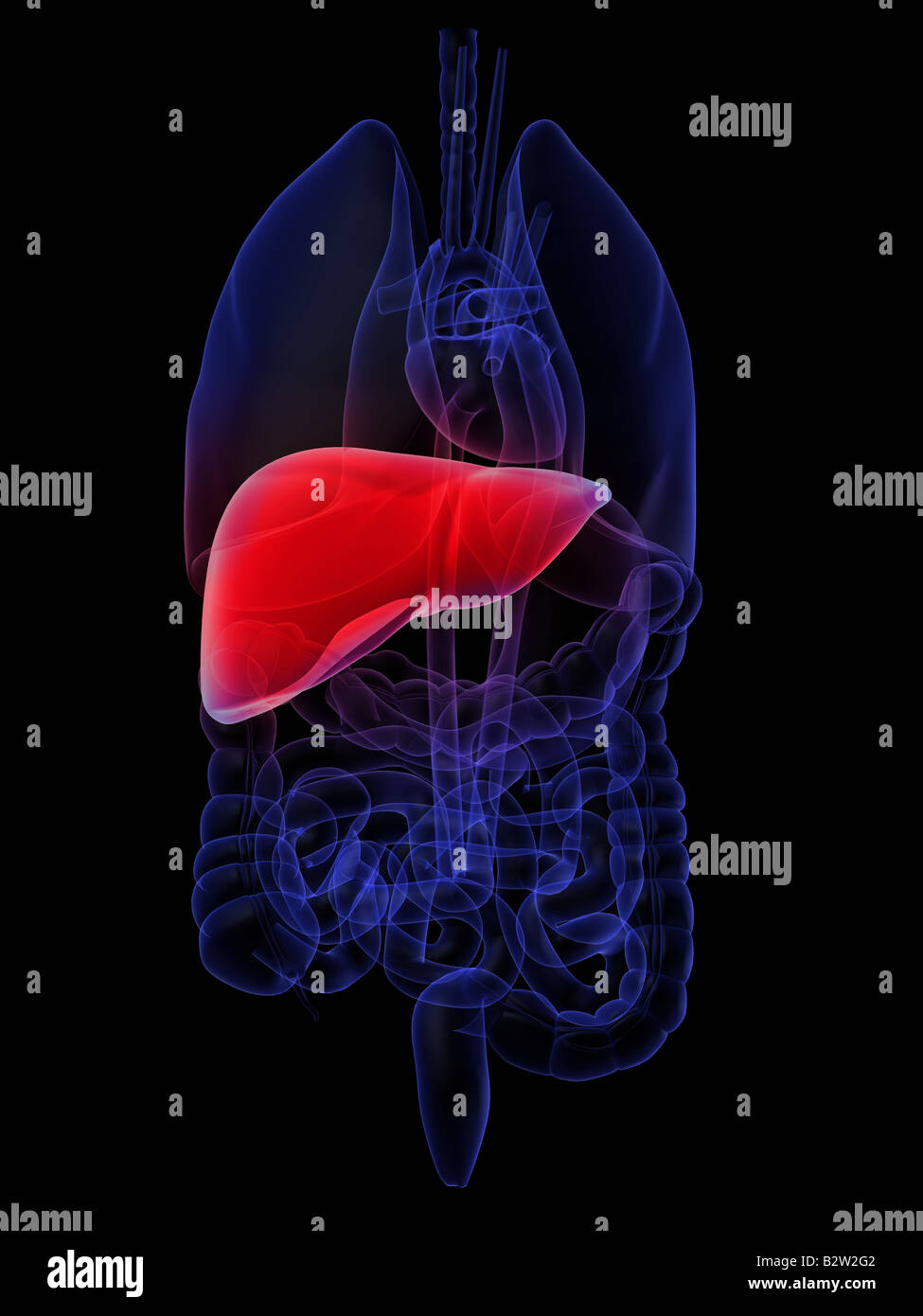 Inflammation of the liver hi-res stock photography and images - Alamy