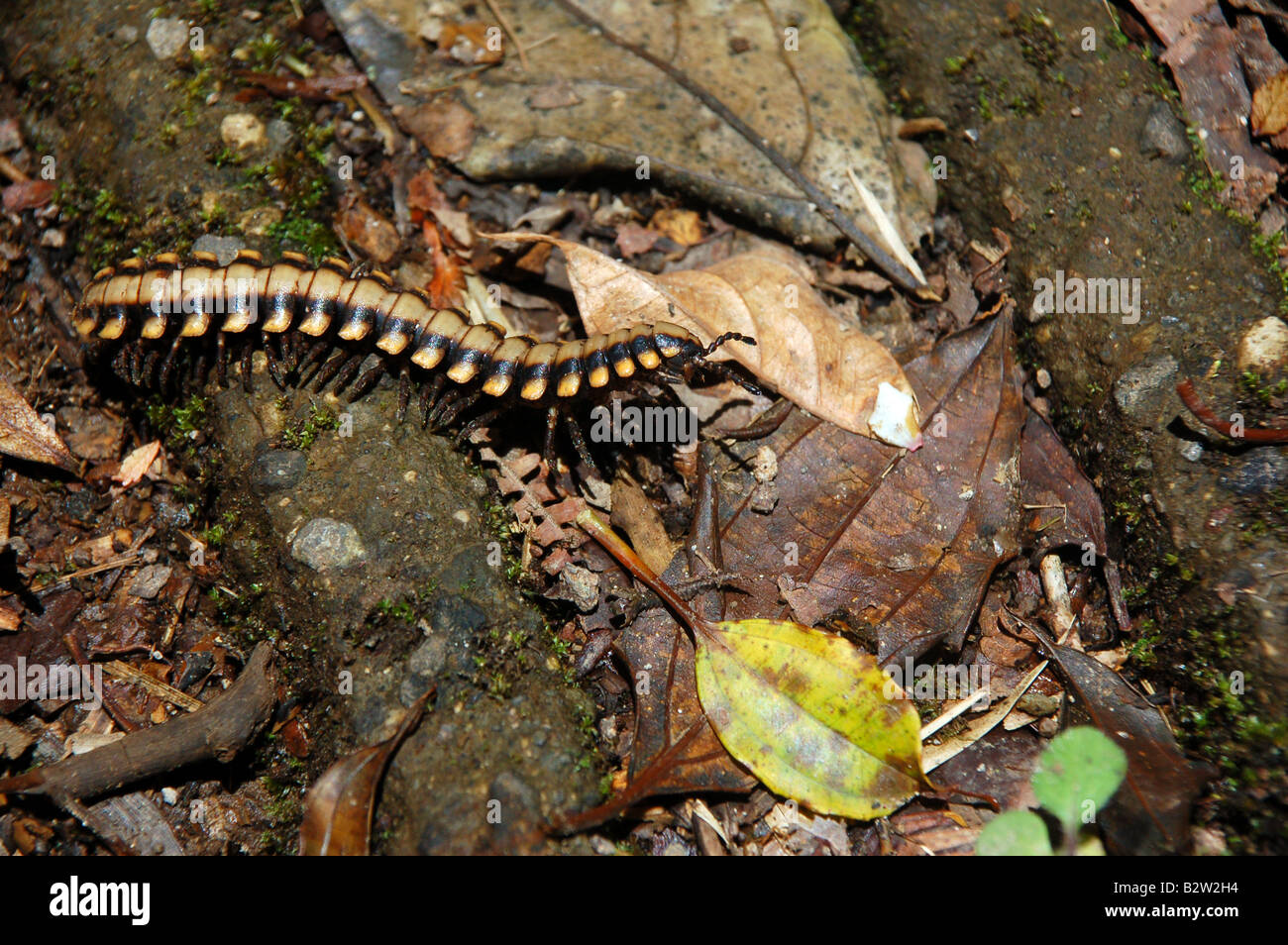Colorful jungle insect Stock Photo - Alamy