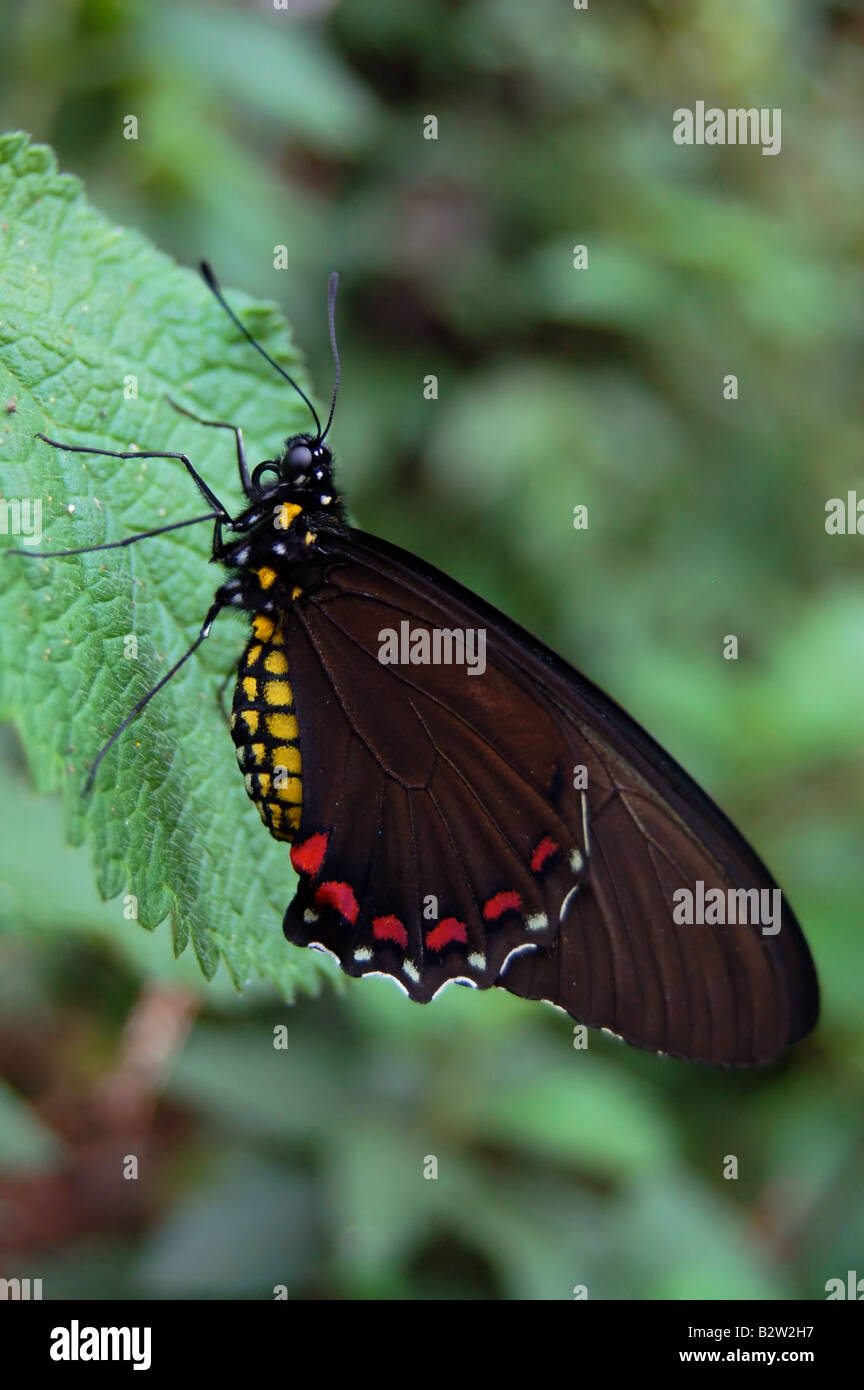 Costa rica butterfly hi-res stock photography and images - Alamy