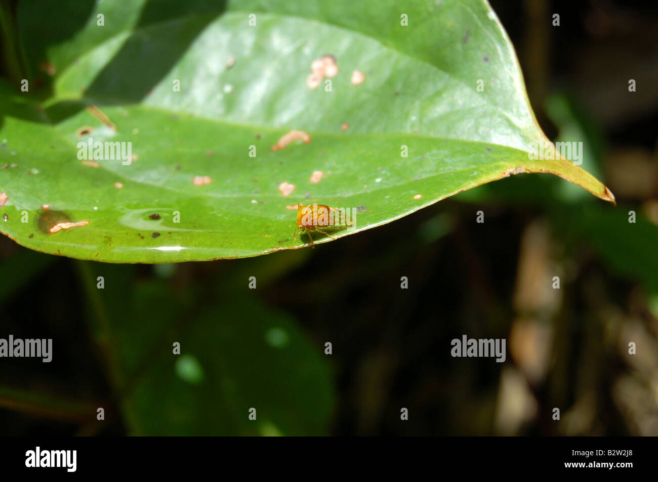 Tropical insect typical to Costa Rica Stock Photo - Alamy