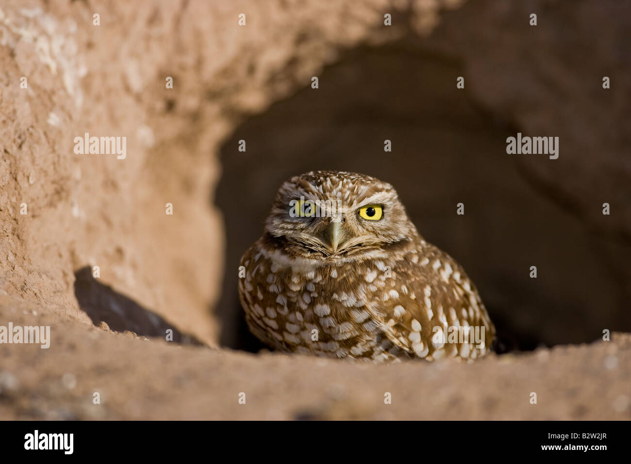 Burrowing owl at entrance of den Stock Photo - Alamy