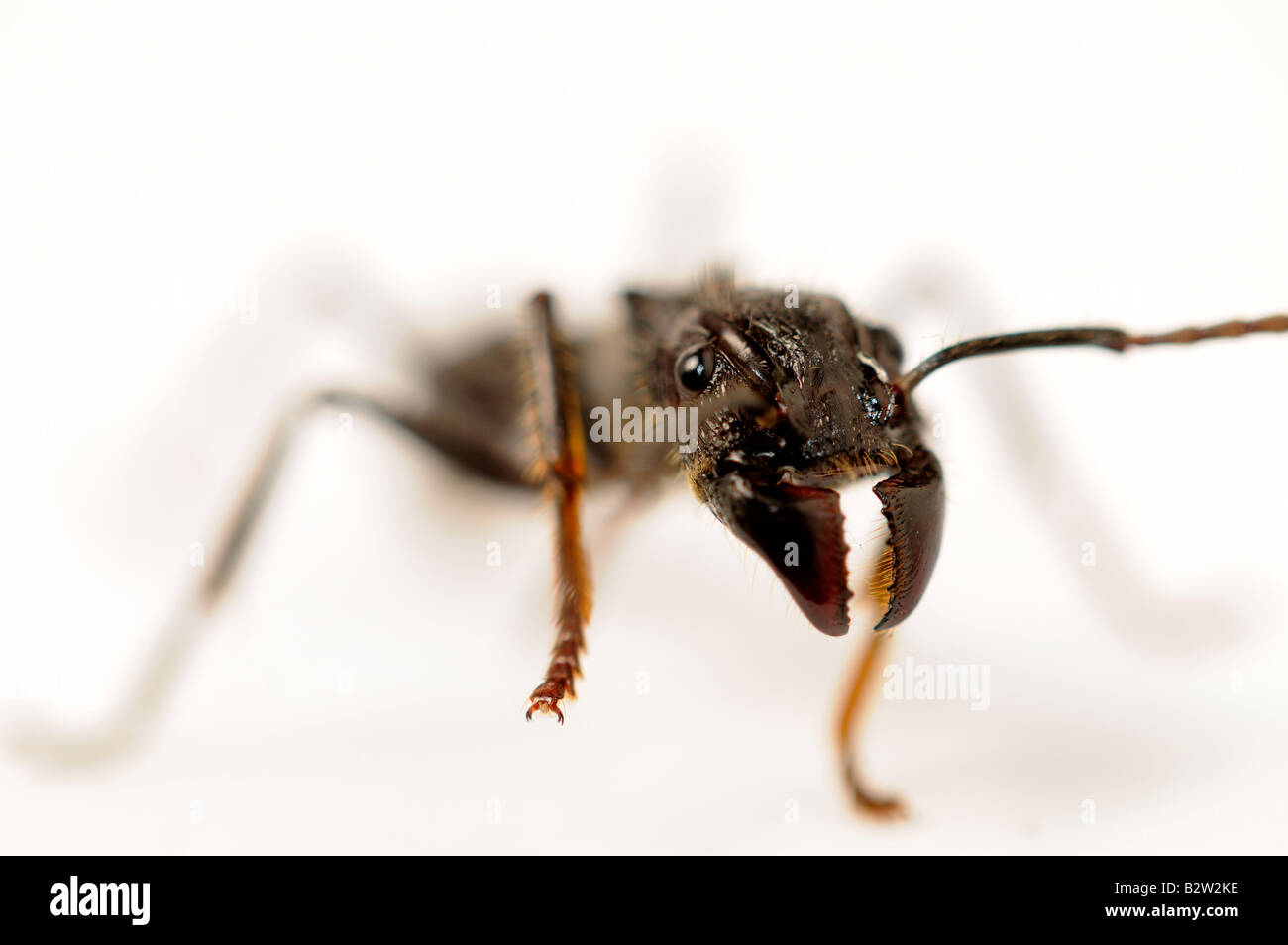 Paraponera clavata hi-res stock photography and images - Alamy