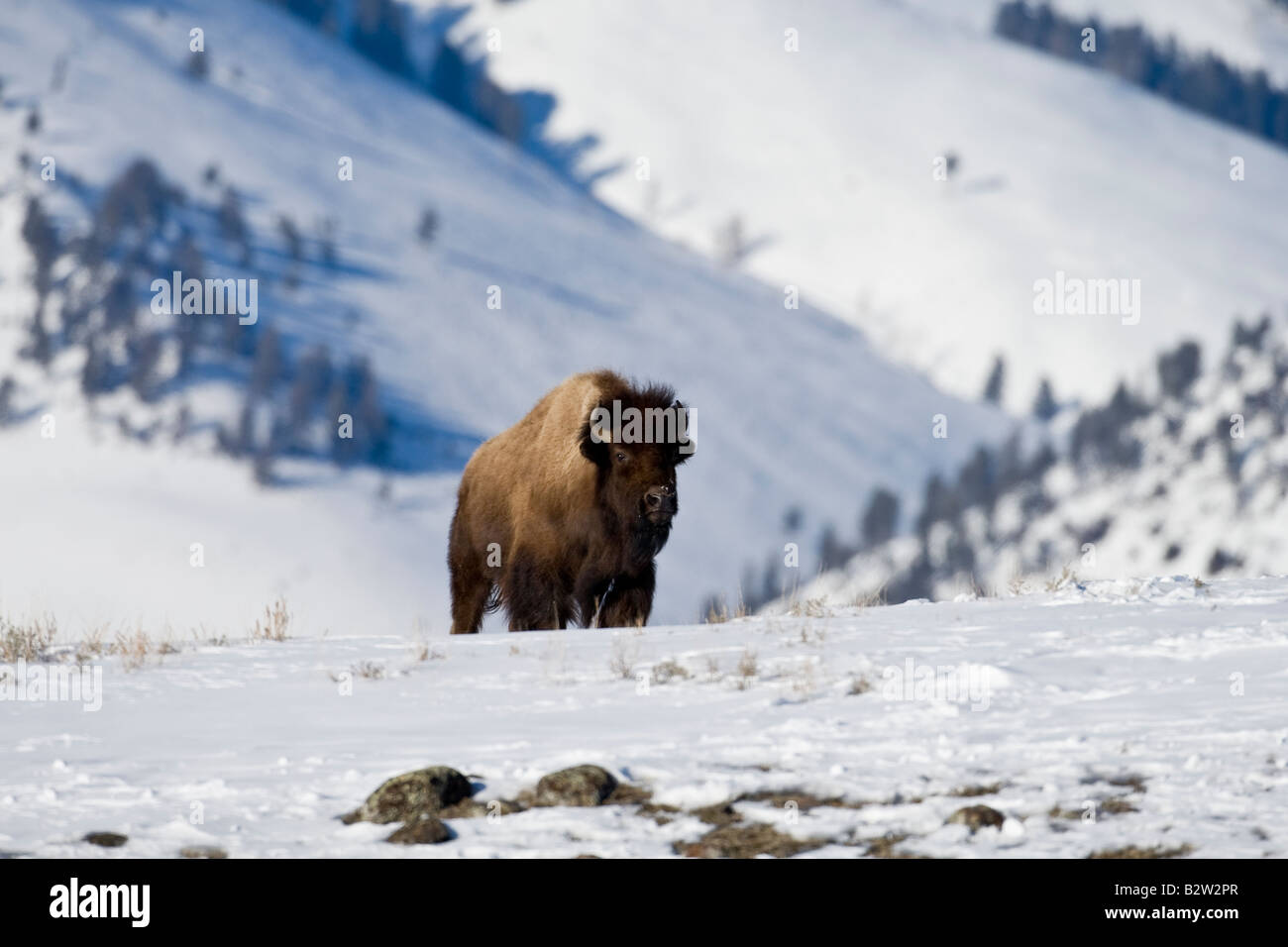 American bison or buffalo during winter in Yellowstone National Park ...
