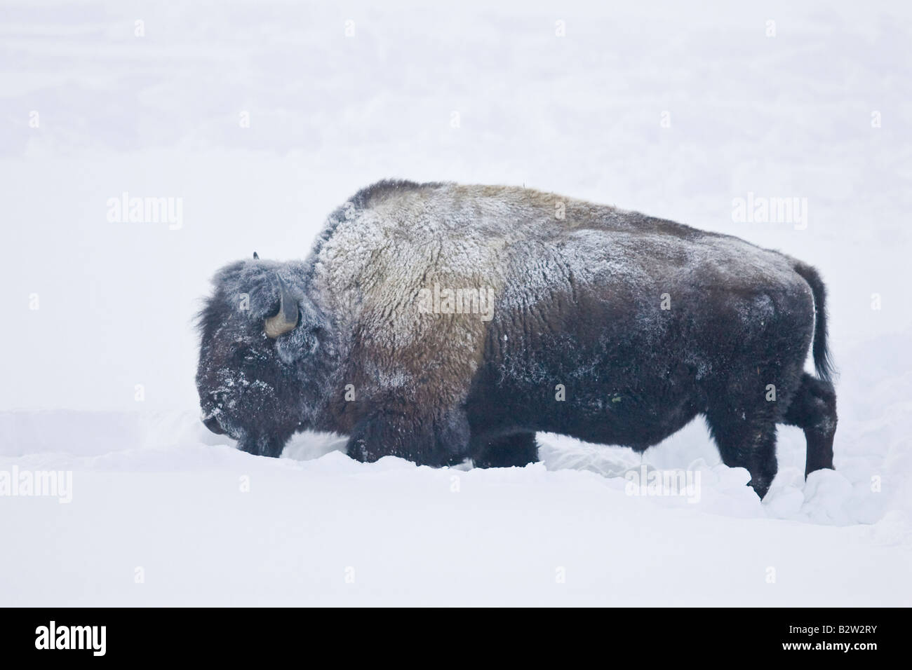 American bison or buffalo during winter in Yellowstone National Park ...