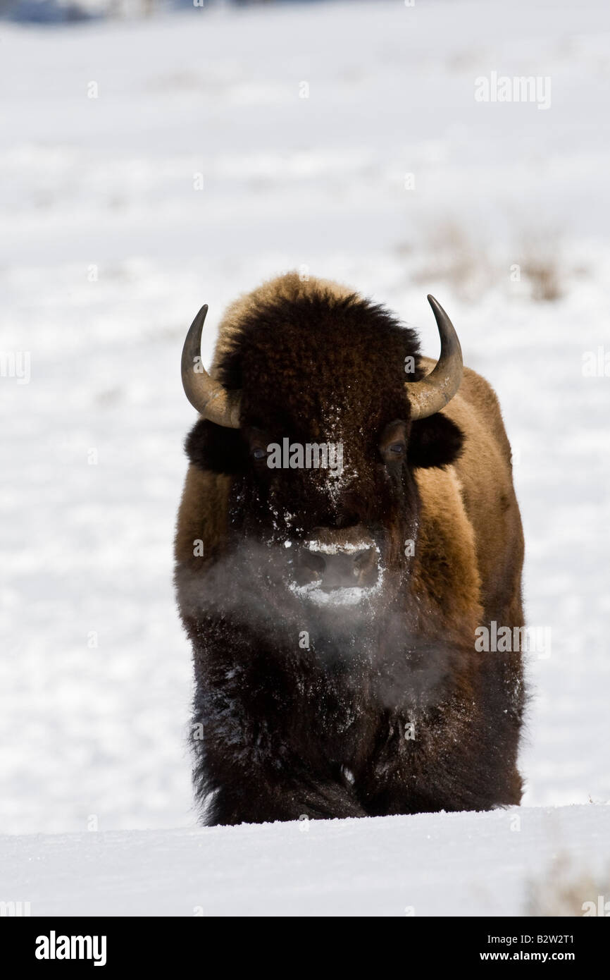American bison or buffalo during winter in Yellowstone National Park ...