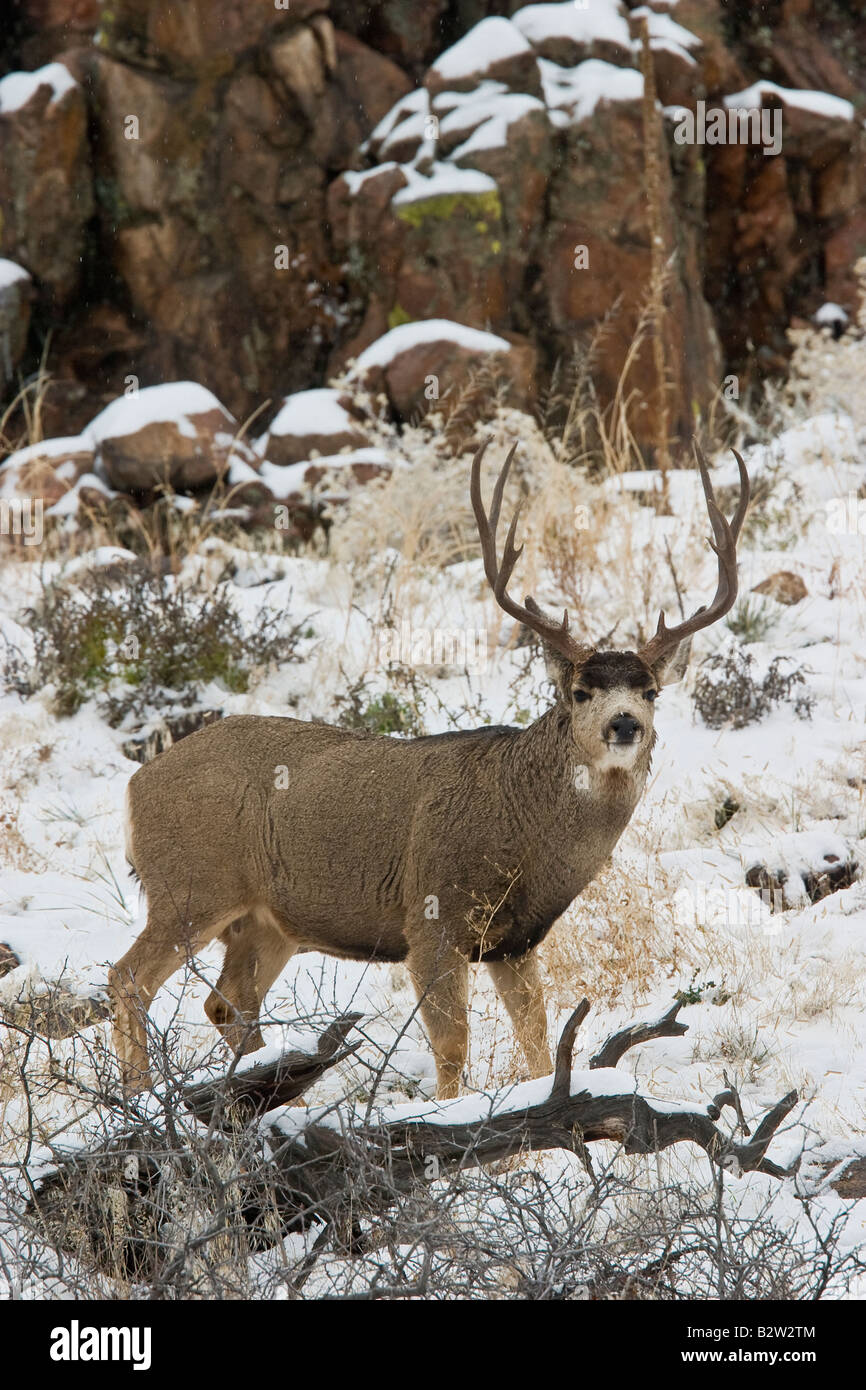 Mule deer (Odocoileus hemionus Stock Photo - Alamy