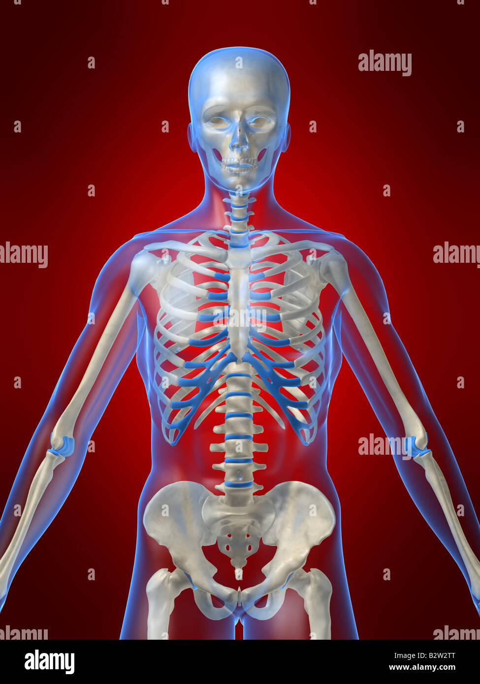 human skeleton - front side Stock Photo - Alamy human skeleton - front side Stock Photo - Alamy