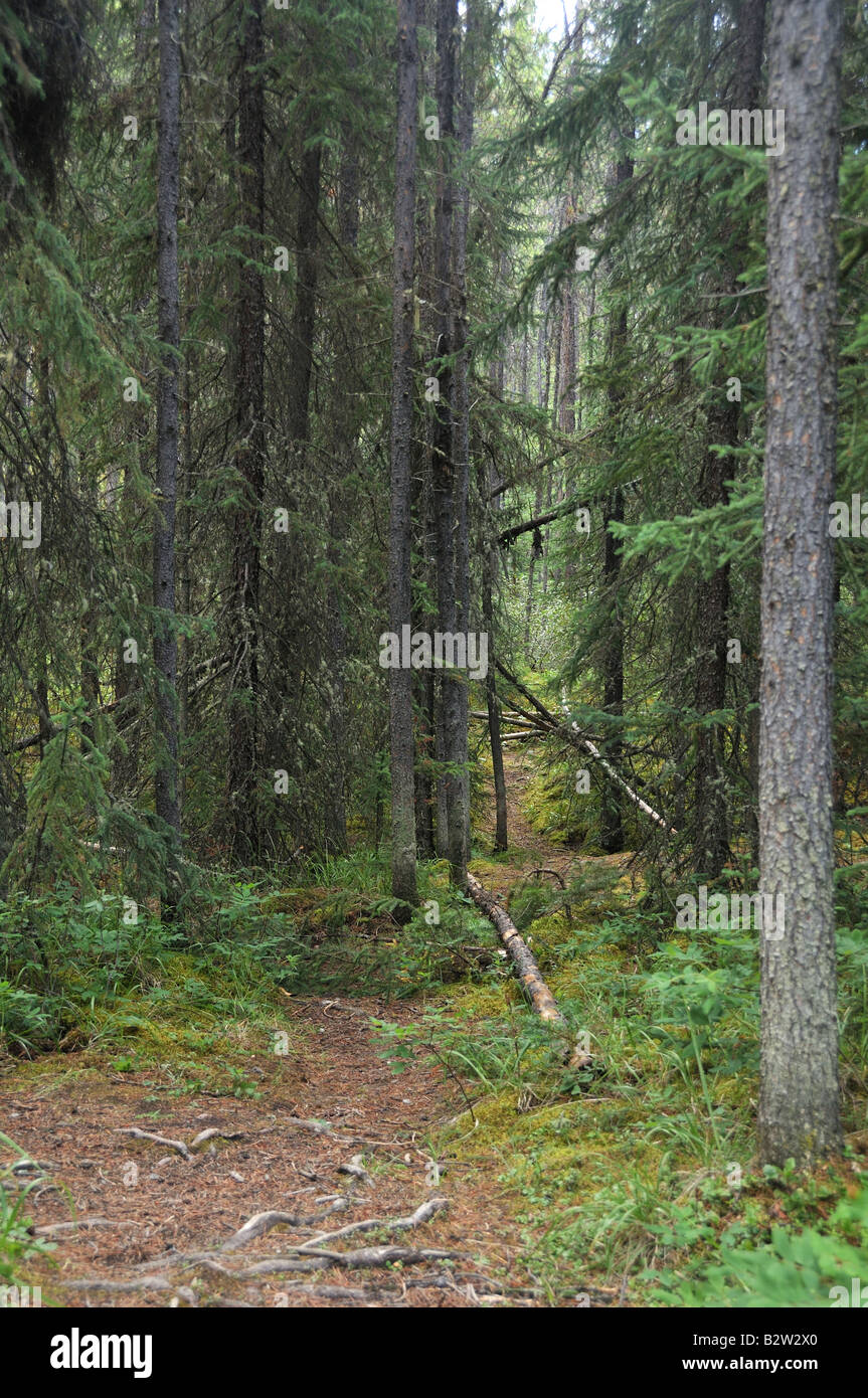 A forest scene, Canada Stock Photo - Alamy