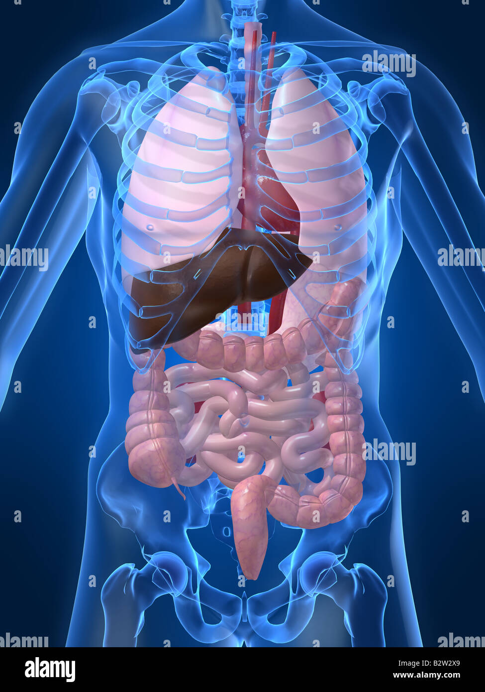 Anatomy of the abdomen hi-res stock photography and images - Alamy