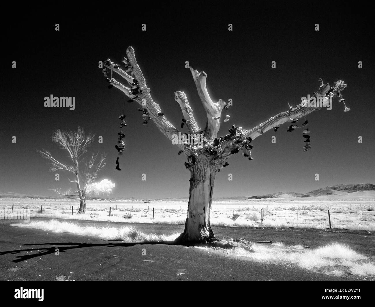 Shoe Tree Highway 95 Nevada Stock Photo - Alamy