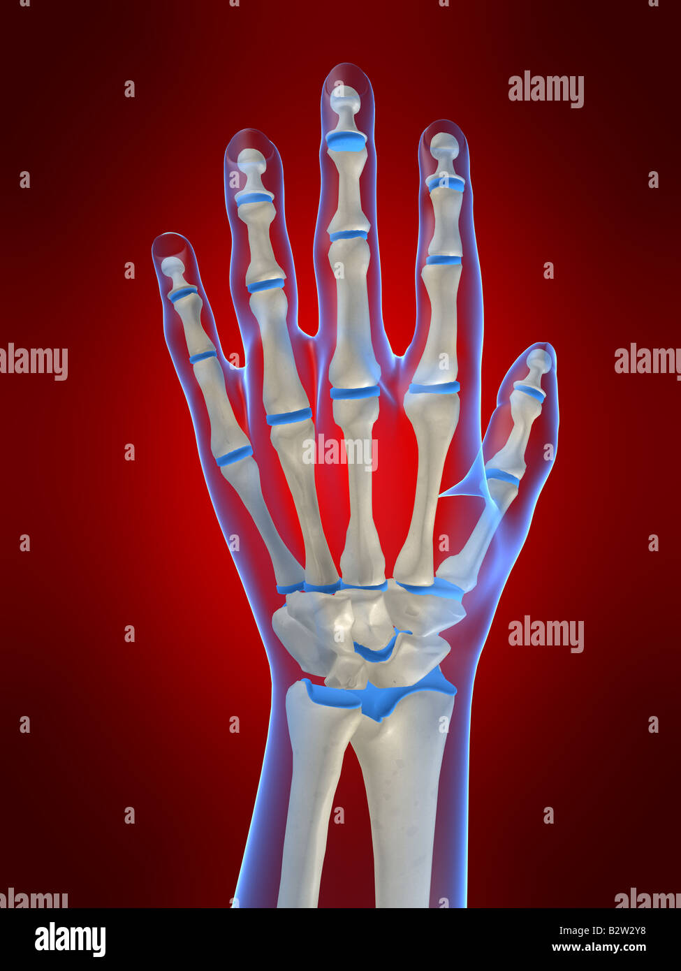 X ray wrist medical skeleton biology science anatomical hi-res stock ...