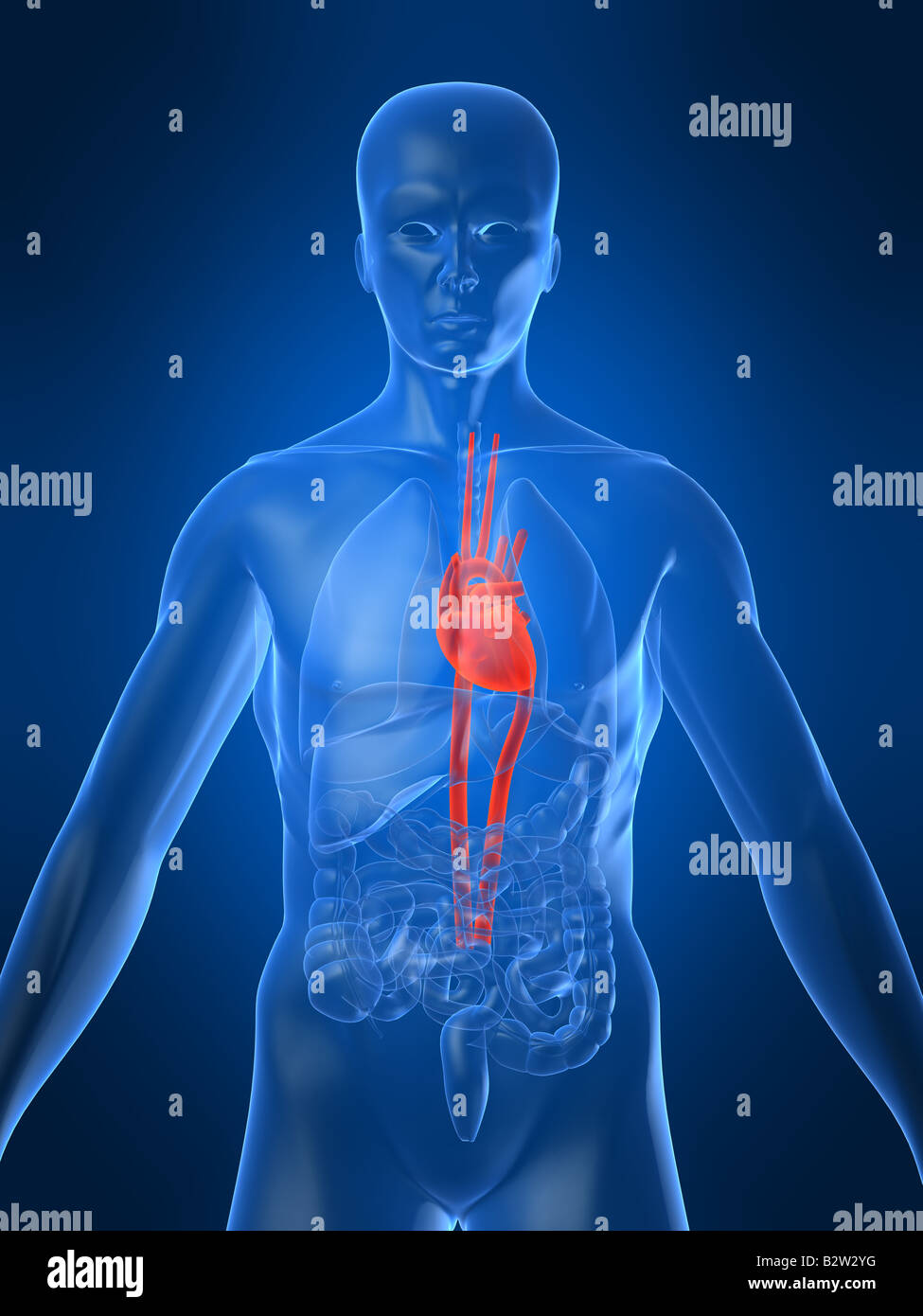 Human with heart hi-res stock photography and images - Alamy