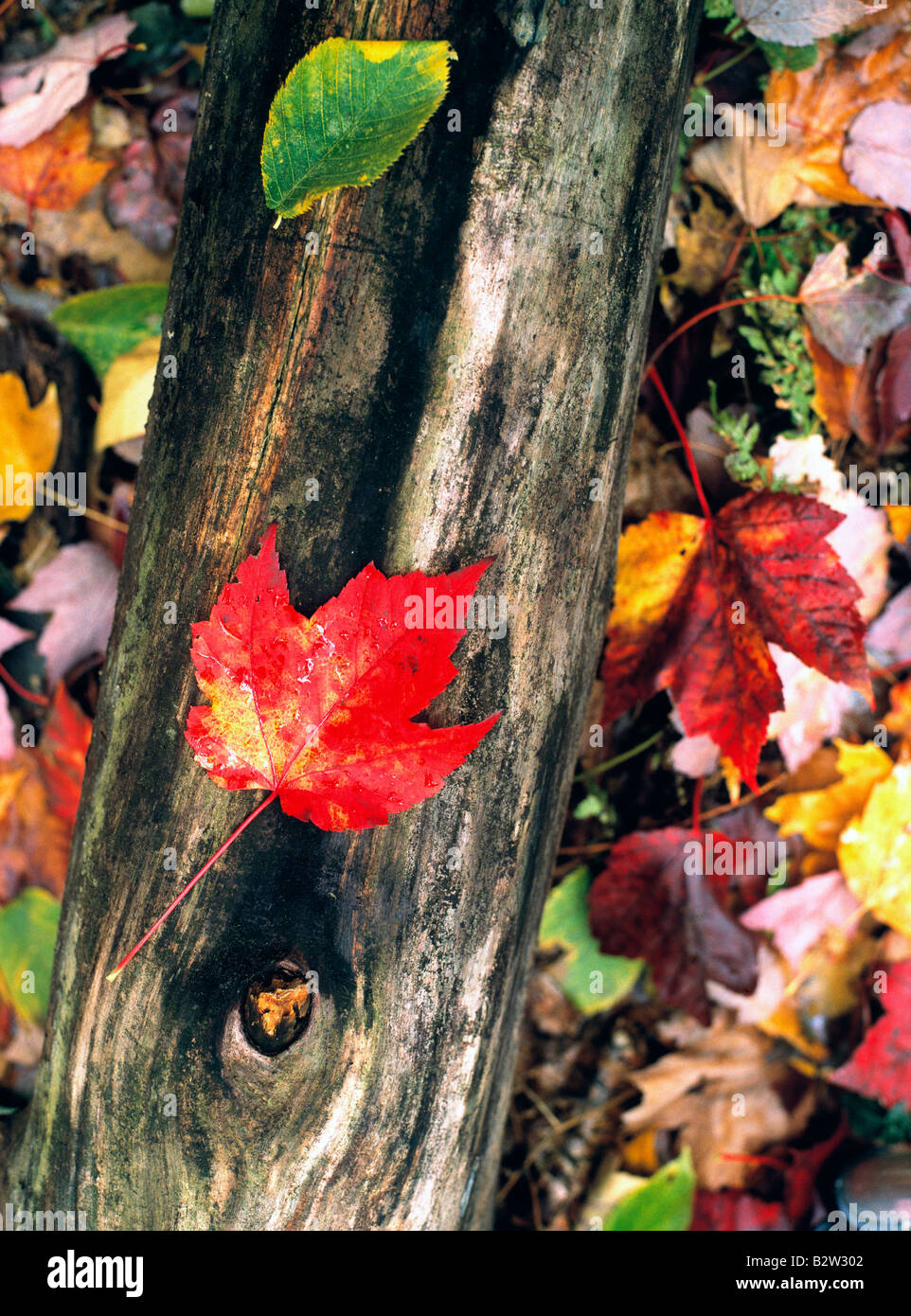 Red maple leaf on a fallen log in a New England forest in autumn Stock ...
