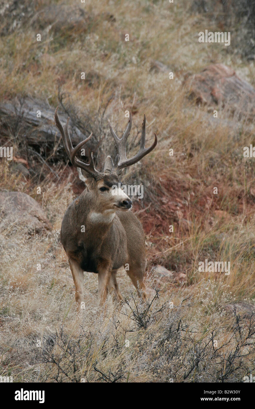 Mule deer buck during autumn rut in Colorado Stock Photo - Alamy