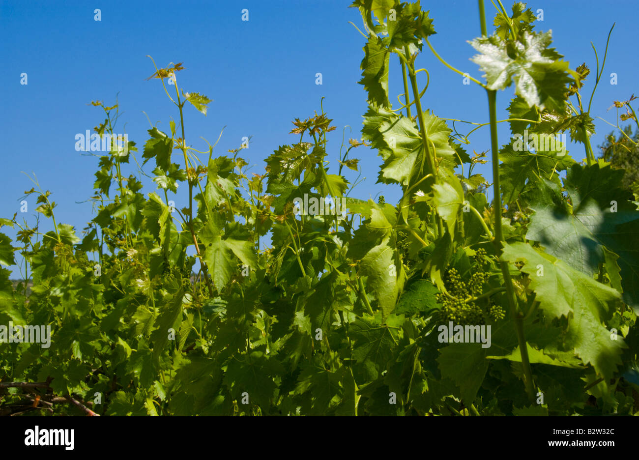 Thrapsano hi-res stock photography and images - Alamy