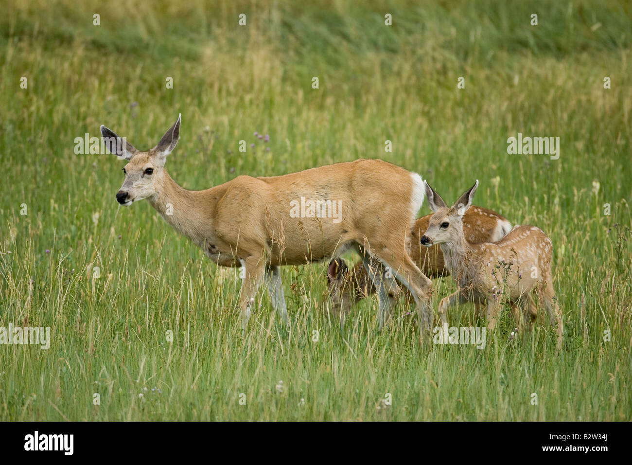 Mule deer doe with fawns in summer Stock Photo - Alamy