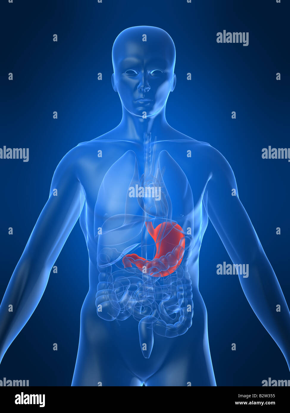 Human stomach internal organ hi-res stock photography and images - Alamy