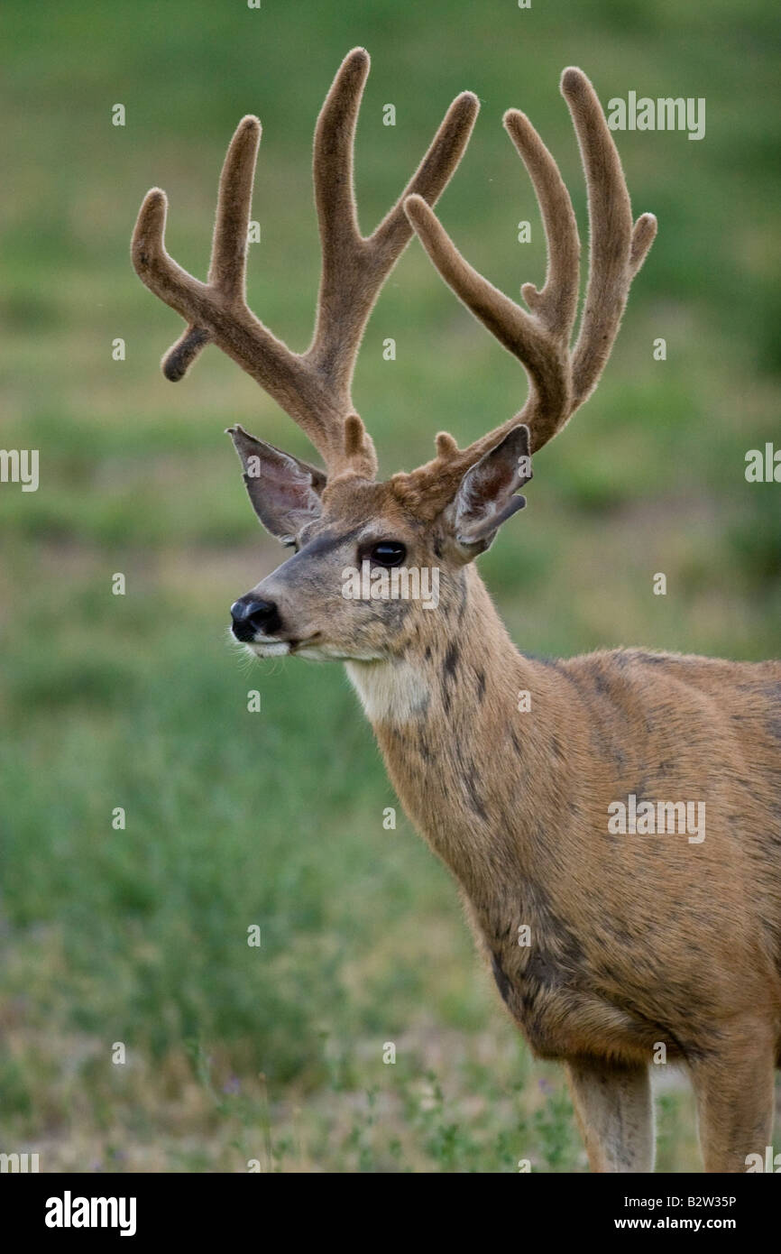 Mule deer buck with antlers in velvet Stock Photo - Alamy