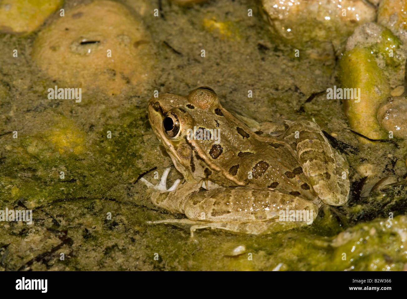 Rio-grande leopard frog in breeding pool Stock Photo - Alamy