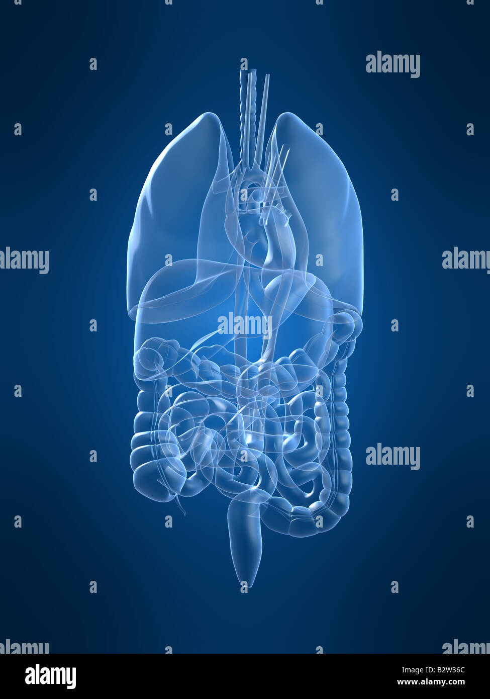 Transparent human body internal organs hi-res stock photography and ...