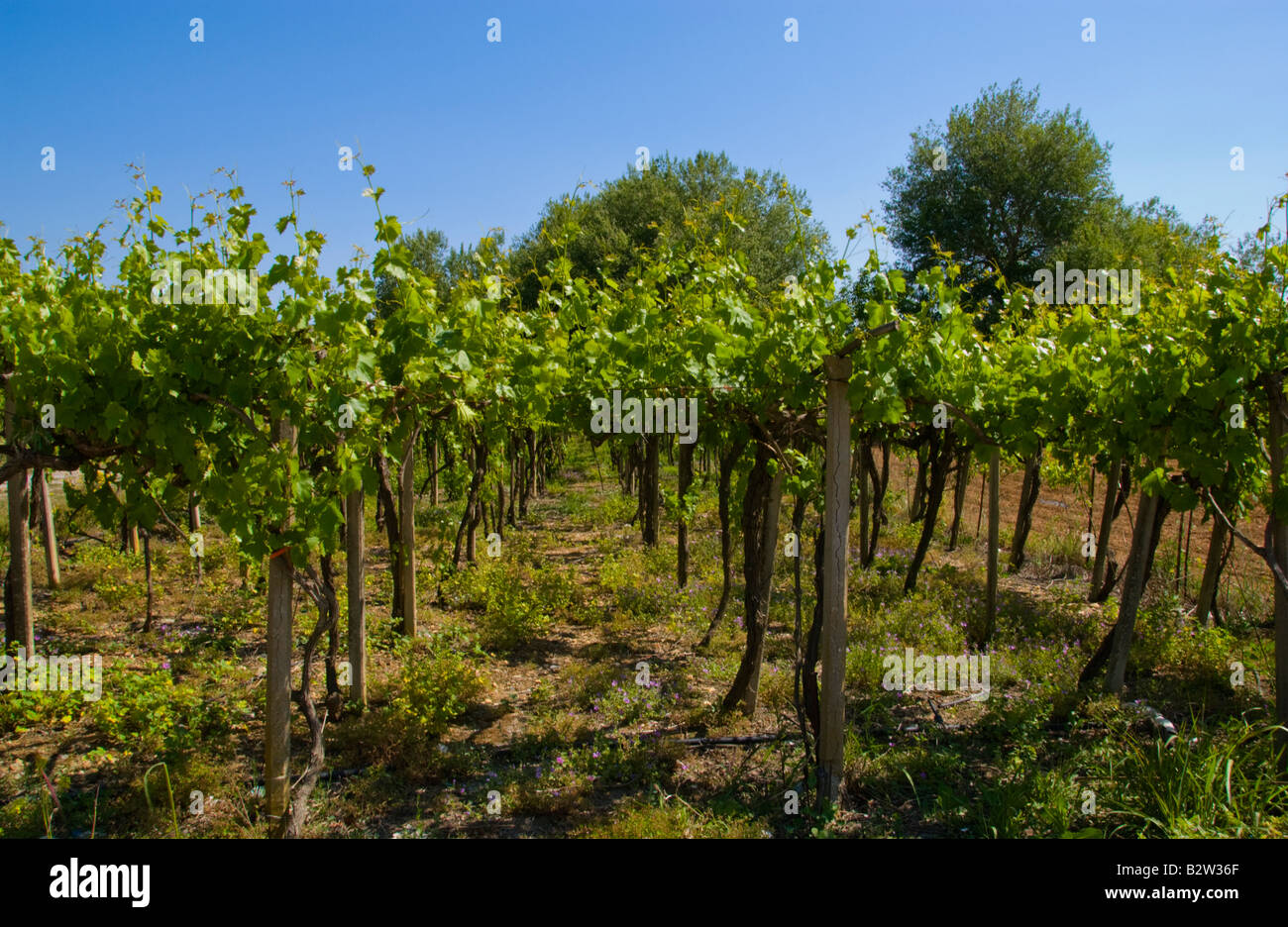 Vineyard at Thrapsano on the Greek Mediterranean island of Crete GR EU ...