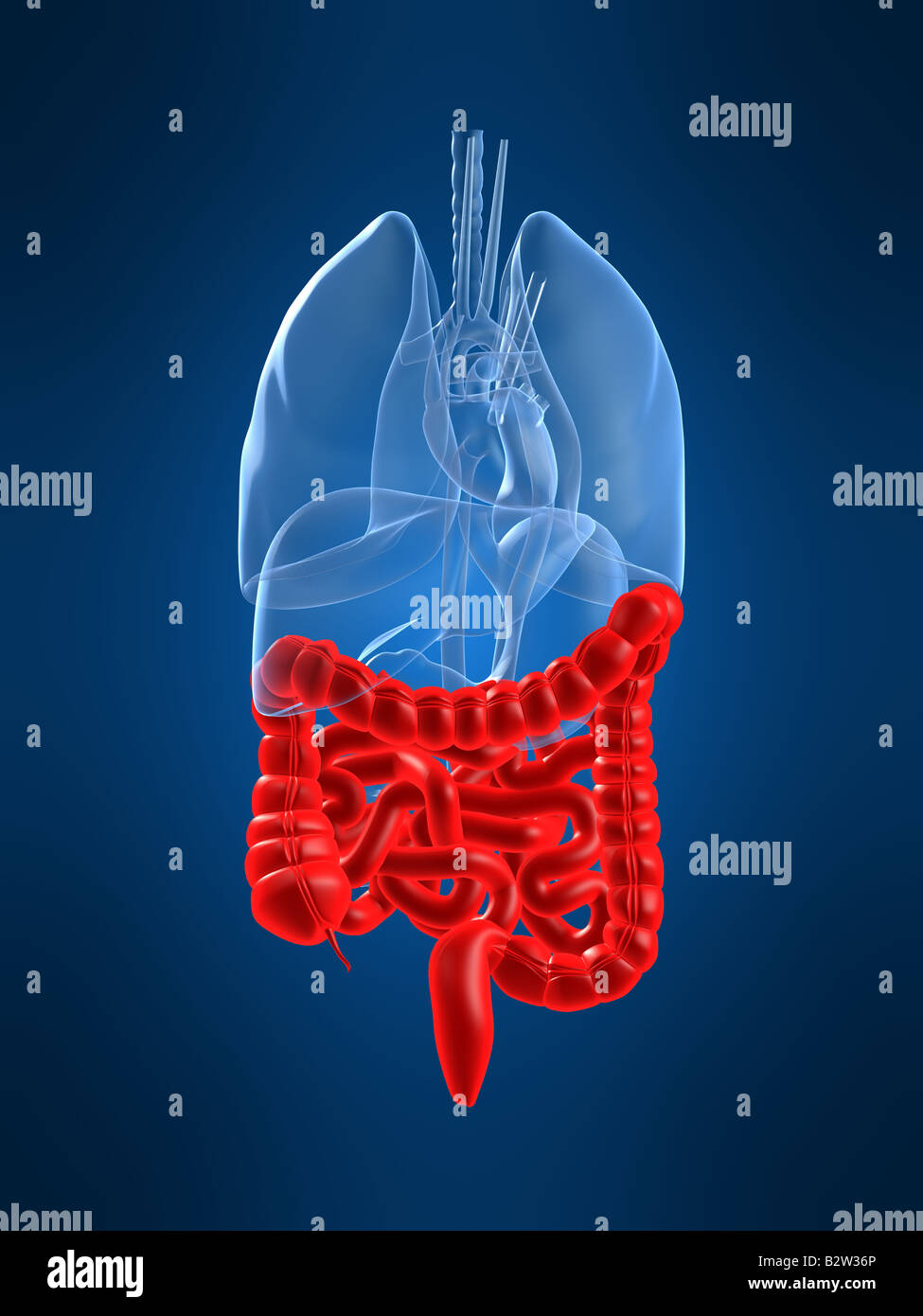 Marked intestines hi-res stock photography and images - Alamy