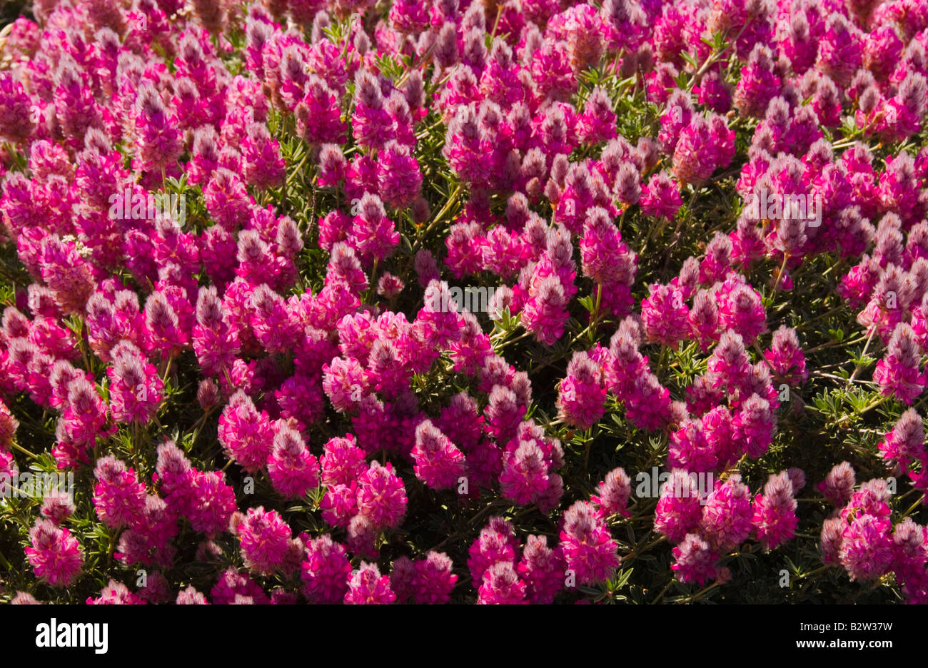 Cretan wild flower hi-res stock photography and images - Alamy