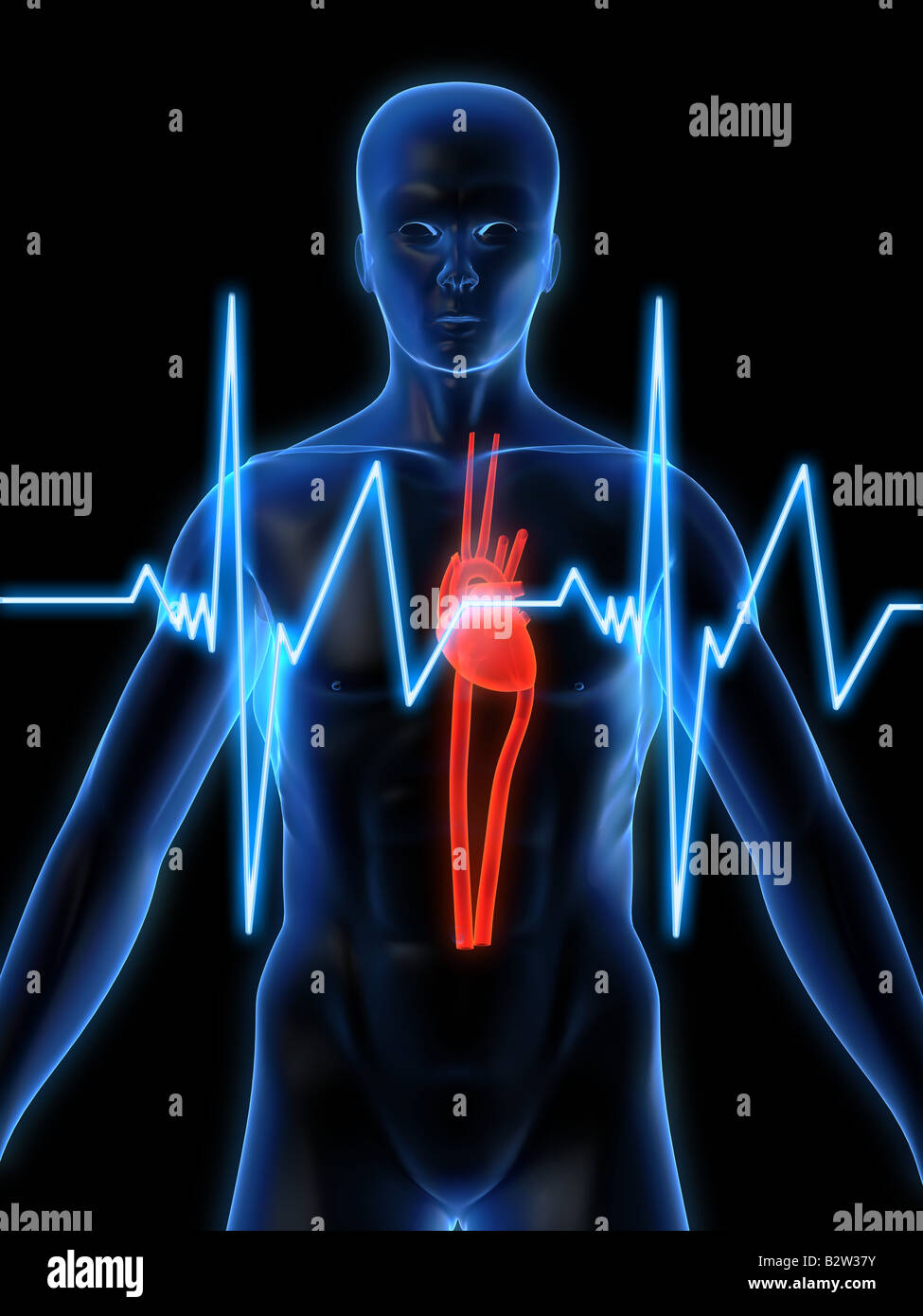 Heartbeat anatomy hi-res stock photography and images - Alamy