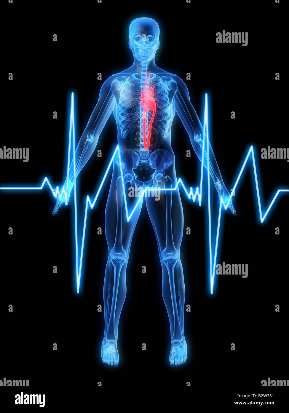 Heartbeat anatomy hi-res stock photography and images - Alamy