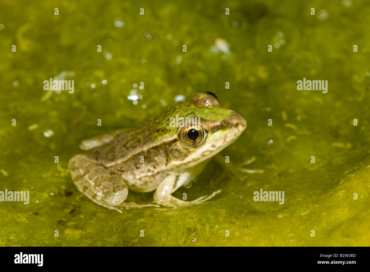 Leopard Frog Breeding High Resolution Stock Photography and Images - Alamy