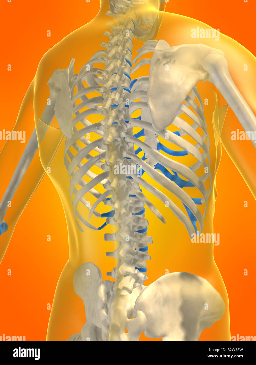 human skeletal back Stock Photo - Alamy