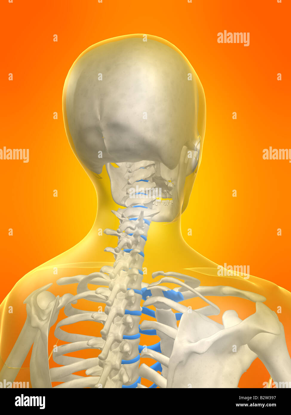 human skeletal back Stock Photo - Alamy