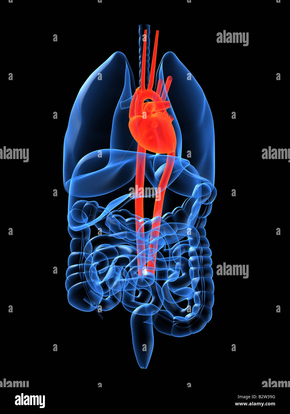 3d human heart anatomical hi-res stock photography and images - Alamy
