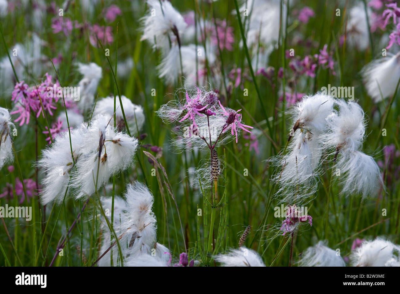 Cotton Grass and Ragged Robin Norfolk UK Stock Photo - Alamy