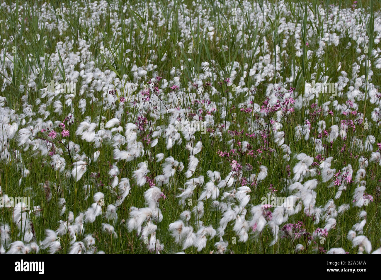 Cotton Grass and Ragged Robin Norfolk UK Stock Photo - Alamy