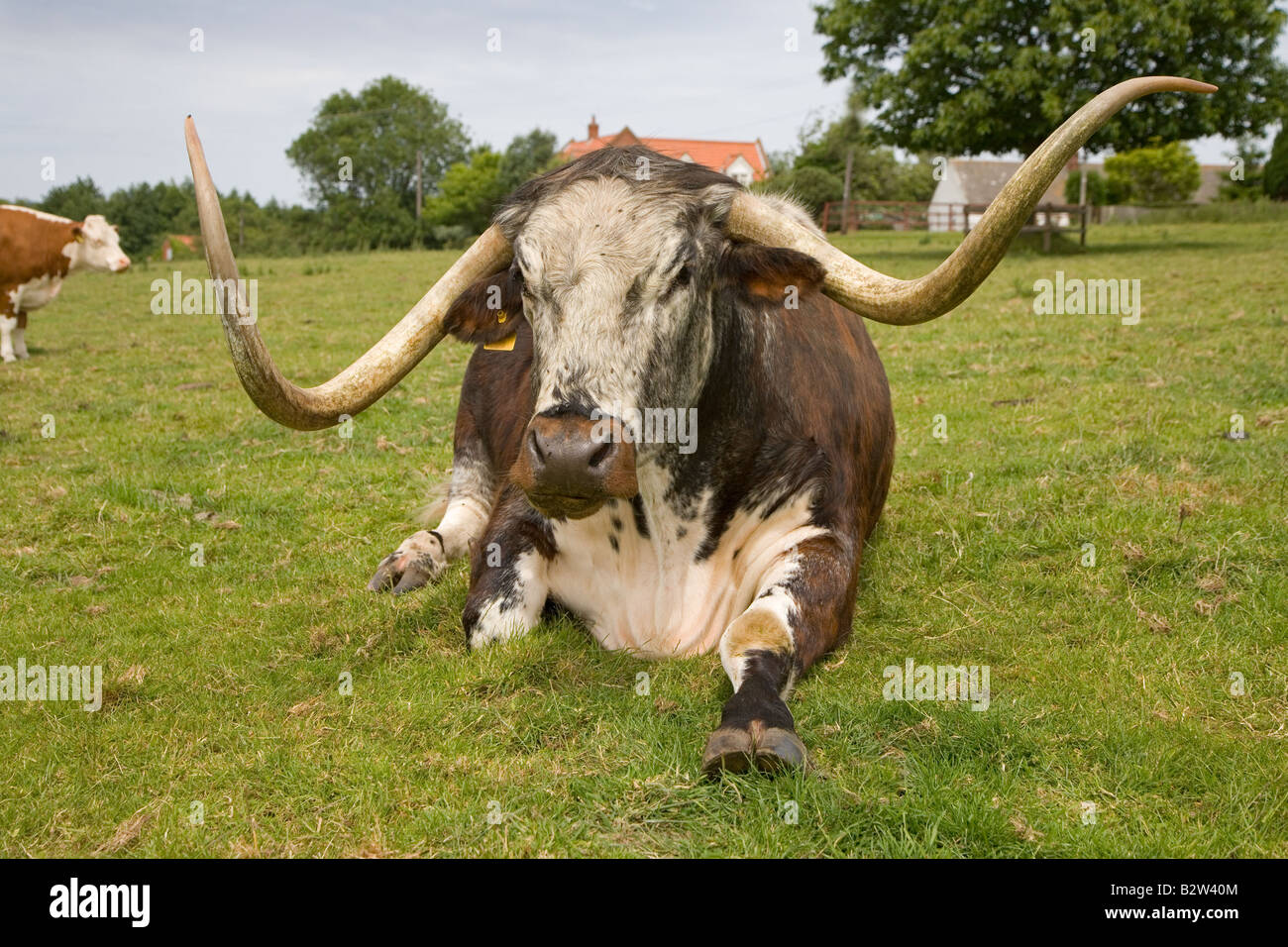English Longhorn cattle grazing on Hanworth village green North Norfolk ...