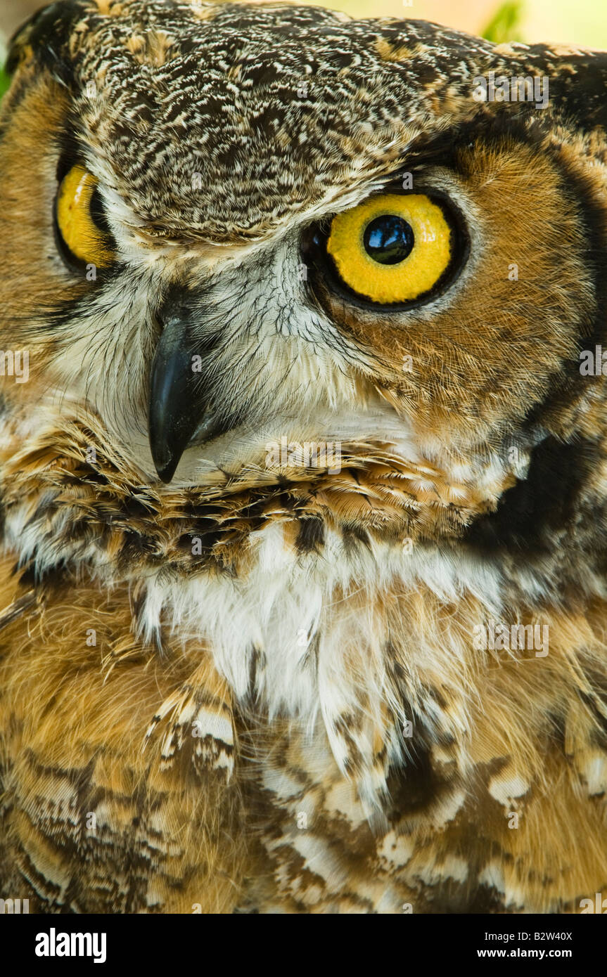 Great Horned Owl (Bubo virginianus Stock Photo - Alamy