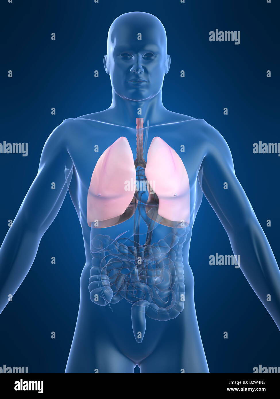 Human lung anatomy hi-res stock photography and images - Alamy
