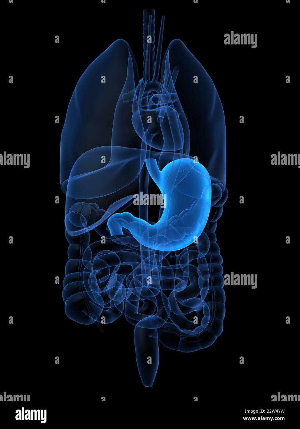 Human stomach internal organ hi-res stock photography and images - Alamy