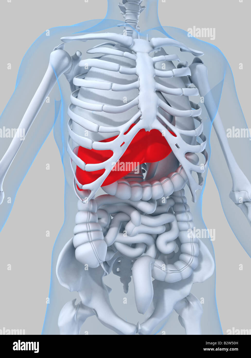 Human Liver Location