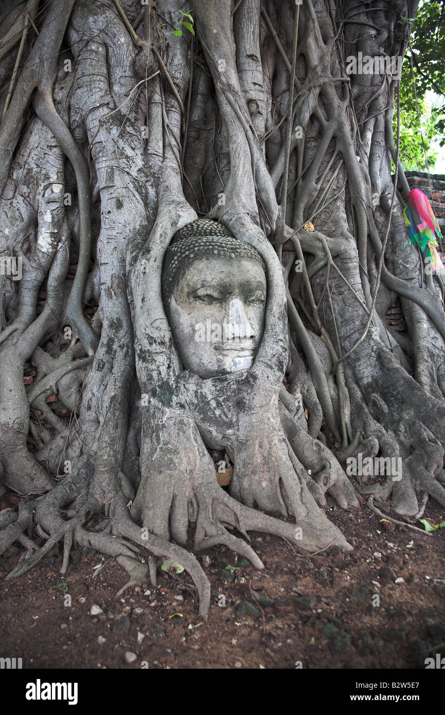 A tree with the Face of Buddha carved into its roots in Ayutthaya in ...